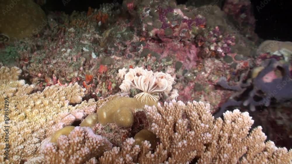 Echinoderm stalked sea lily on underwater coral in ocean in Maldives ...