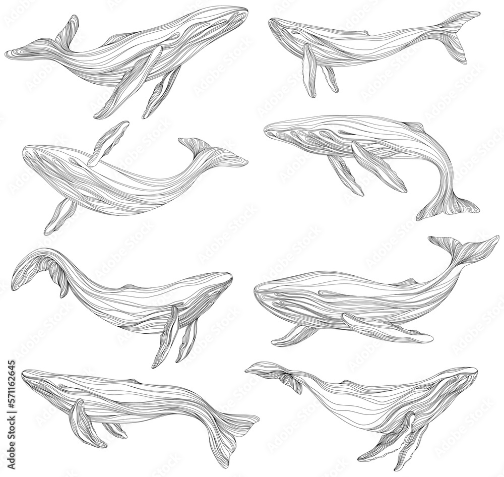 Abstract whales floating underwater. Illustration isolated animal on ...