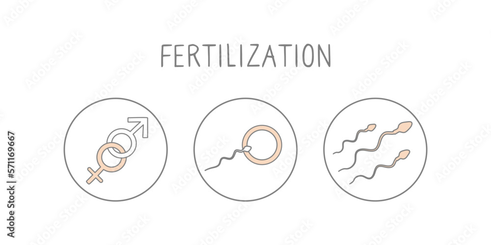 Fertilization icon set. Linear simple illustration pregnancy and ...