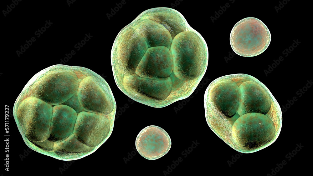 Prototheca wickerhamii algae, 3D illustration. Causes infection in ...