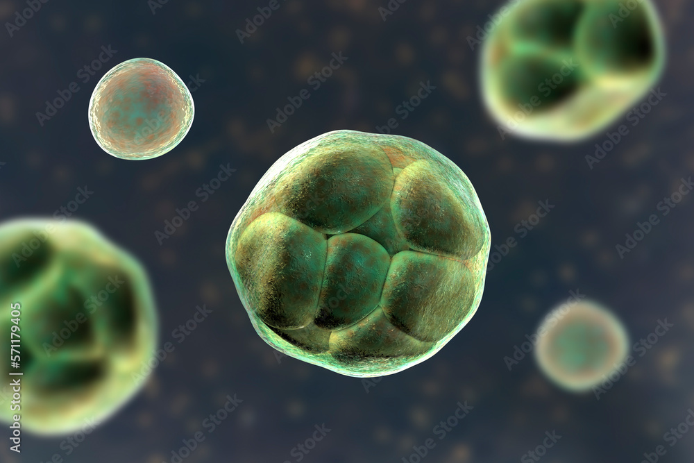 Prototheca wickerhamii algae, 3D illustration. Causes infection in ...