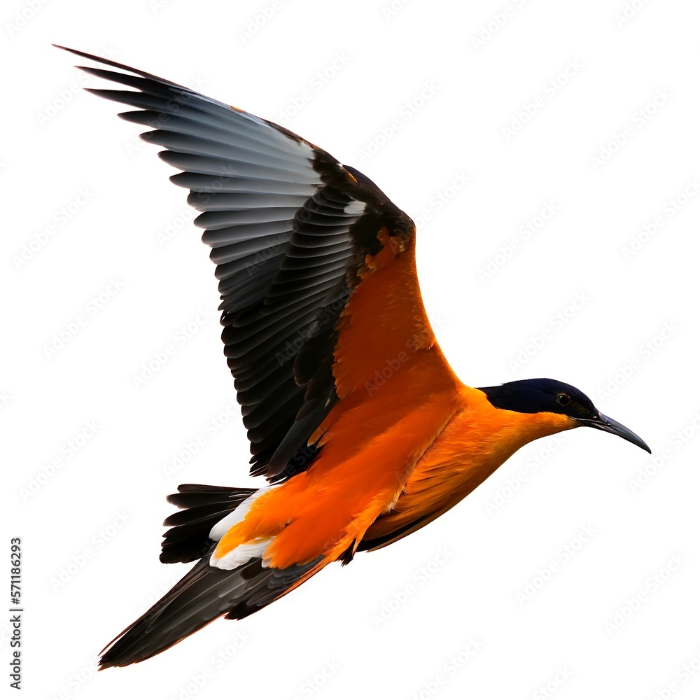 Colorful Orange Bird Flying with Outstretched Wings Isolated on White ...
