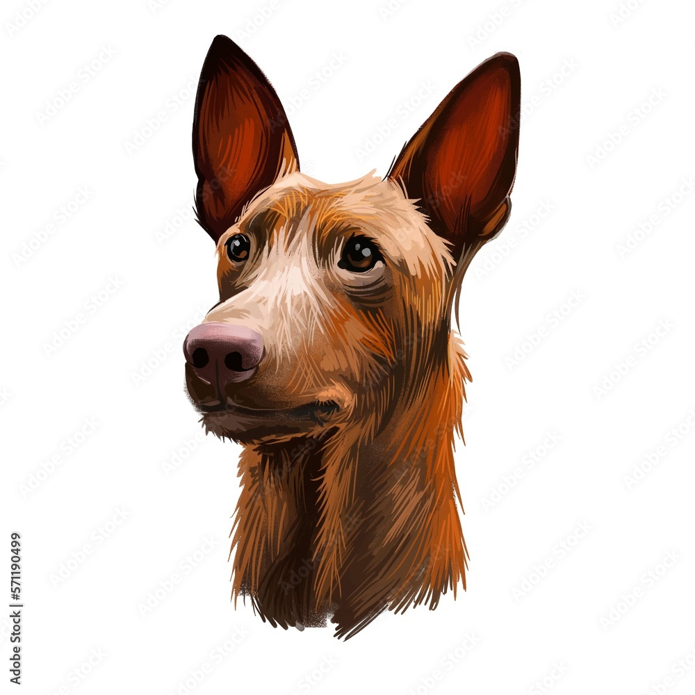 Pharaoh Hound dog portrait isolated on white. Digital art illustration ...