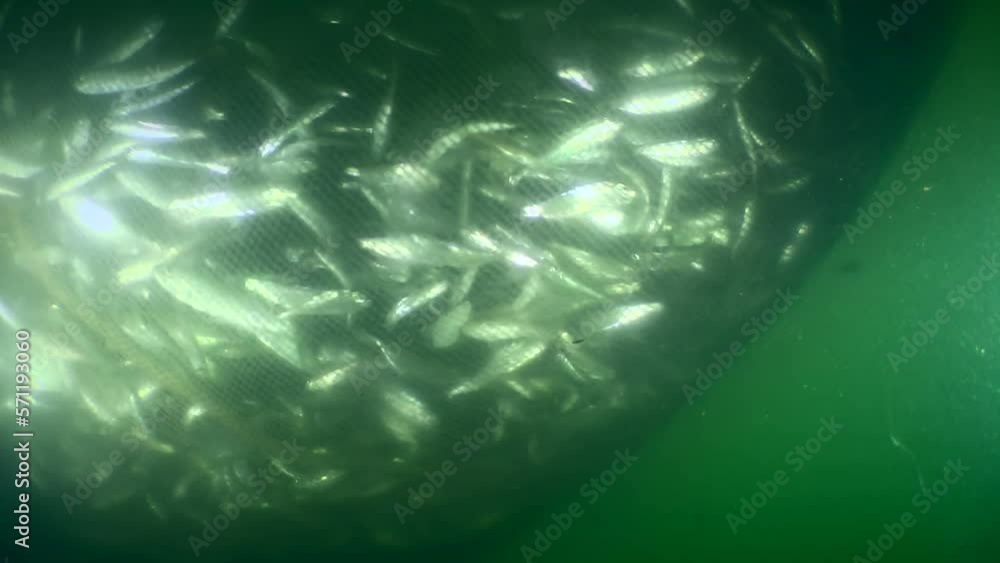 Vídeo do Stock: Fish inside a commercial fishing net: as the net rises ...