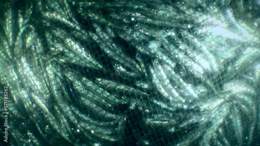 Fish inside a commercial fishing net: the net rises to the surface, the ...