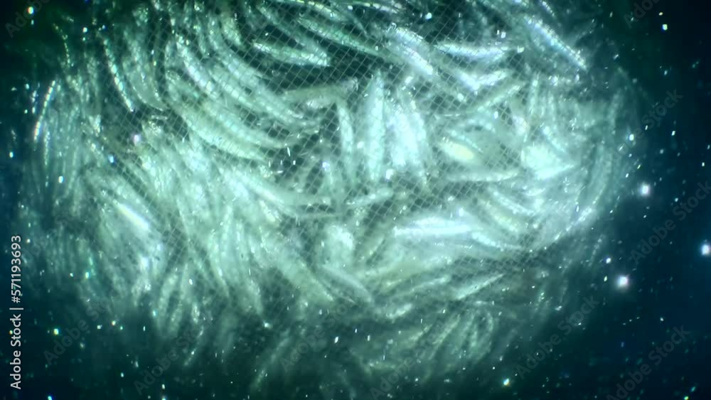 Fish inside a commercial fishing net, as fishermen lift the net to the ...