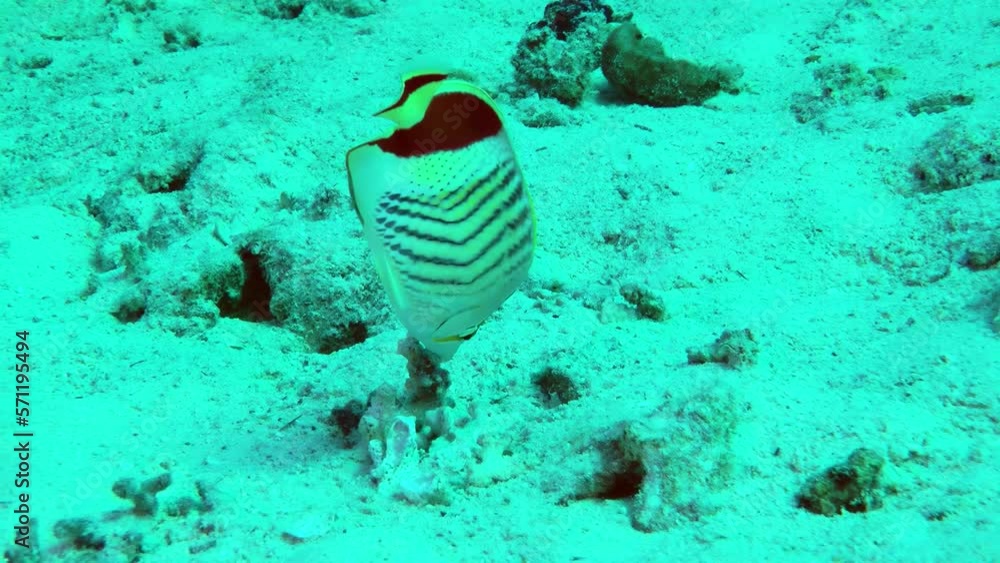Eritrean Butterflyfish (Chaetodon paucifasciatus) searches for food at ...