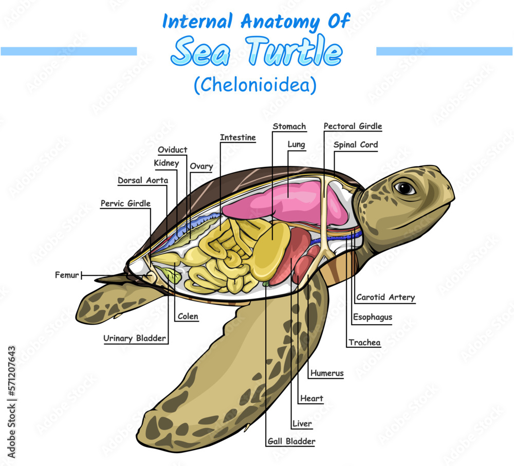 Sea Turtle internal identification guide vector illustration Stock ...