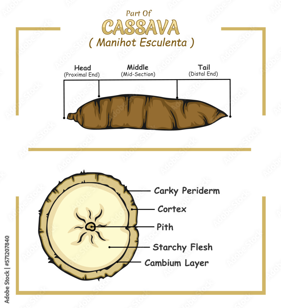 Cassava structure diagram. Cassava structure vector illustration ...