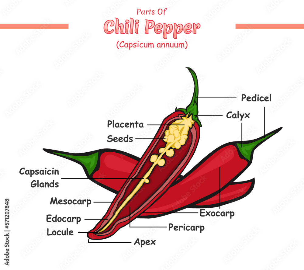 chili pepper structure diagram. chili pepper structure vector ...