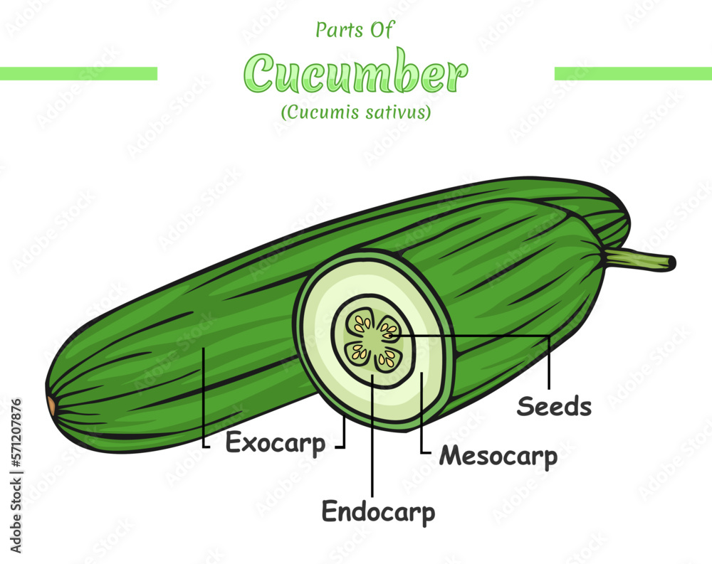 Cucumber Structure Diagram Cucumber Structure Vector Illustration