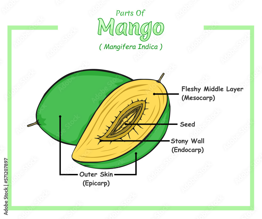 Mango structure diagram. Mango structure vector illustration. Mango ...