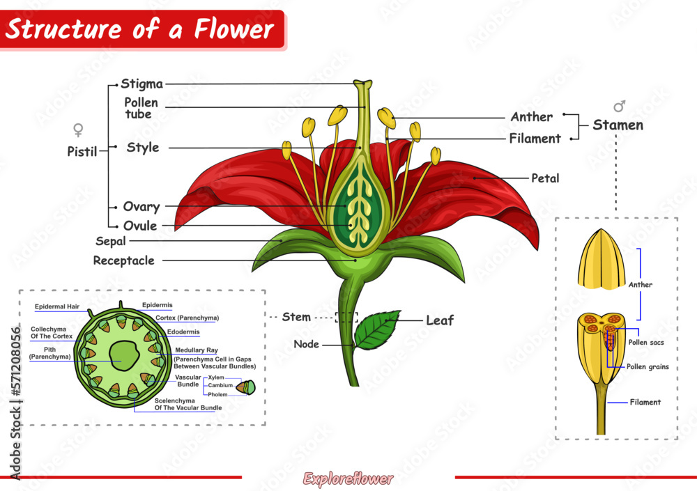 Diagram Parts Of Flower Stock Vector | Adobe Stock