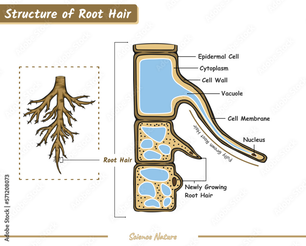 Diagram Structure of Root Hair Stock Vector | Adobe Stock