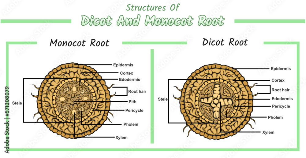 Internal root structure of monocot root and dicot root Stock 벡터 | Adobe ...