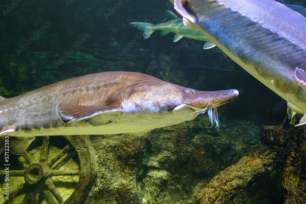 Beluga fishes (Huso huso) is a fish of the sturgeon family. School of ...