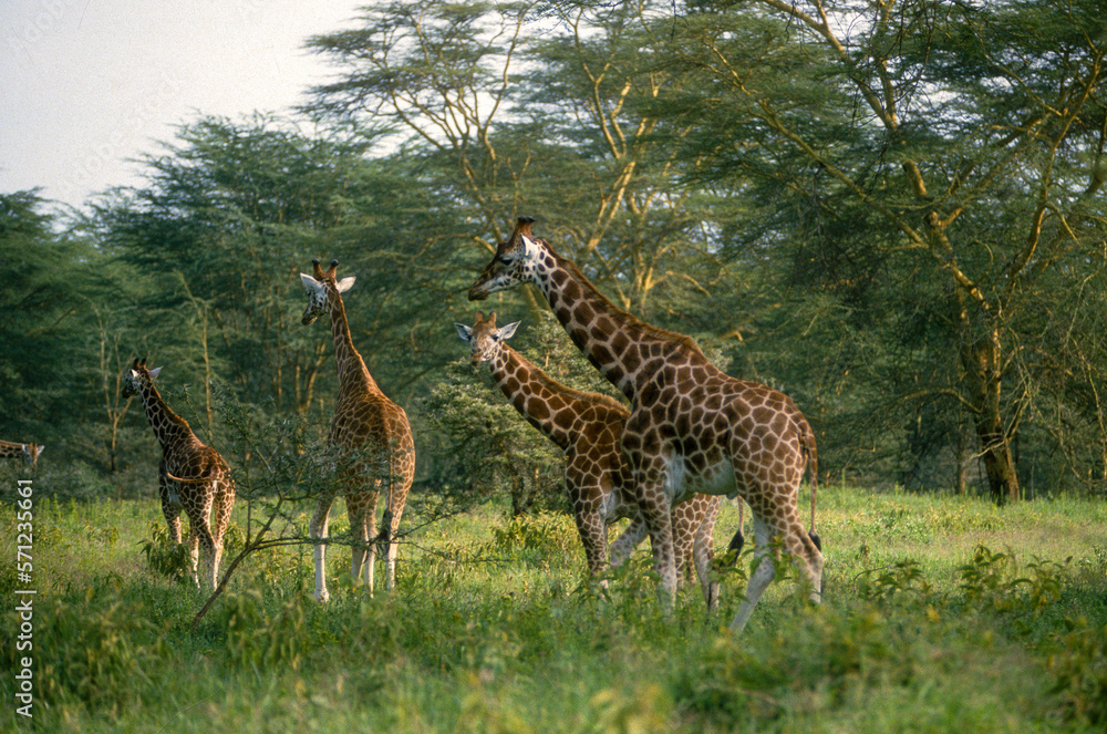 girafe de Rothschild, Giraffa camelopardalis rothschildi, Kenya ...