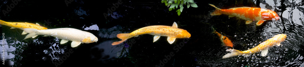 Fancy koi carp fishes such as golden koi fish Doitsu Yamabuki Ogon ...