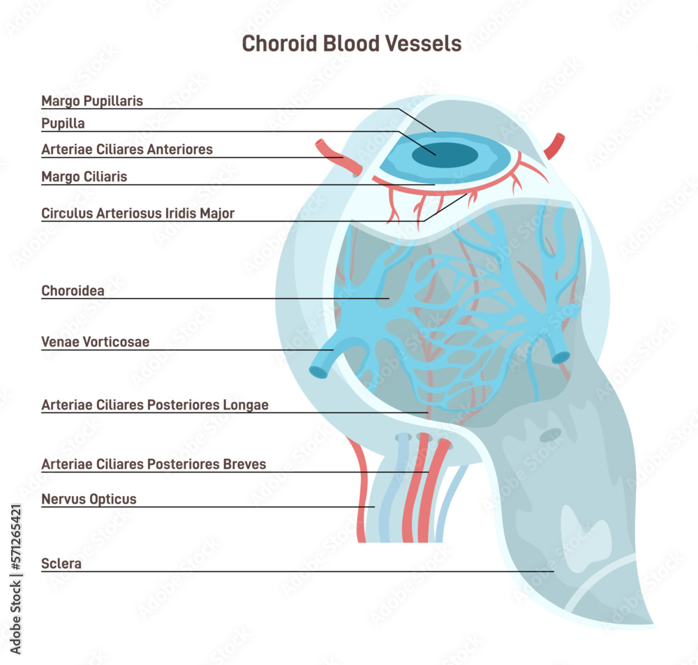 Human eye anatomy. Human vision organ close up section anatomical Stock ...