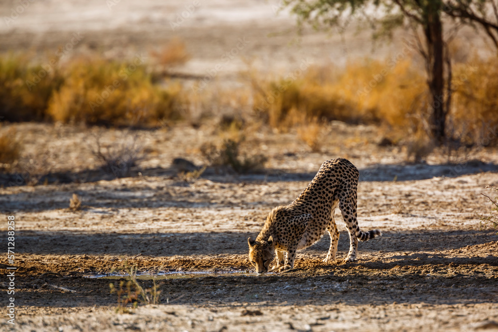 Cheetah drinking at waterhole in backlit in Kgalagadi transfrontier ...