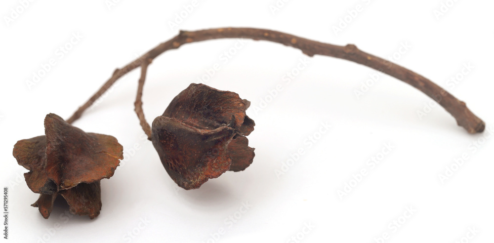 Ayurvedic arjun fruit Stock Photo | Adobe Stock