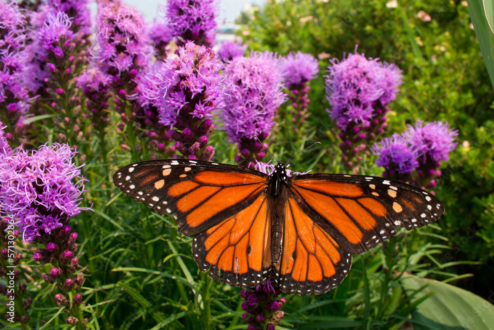 Monarch butterfly pollinates prairie blazing star wildflowers in a ...