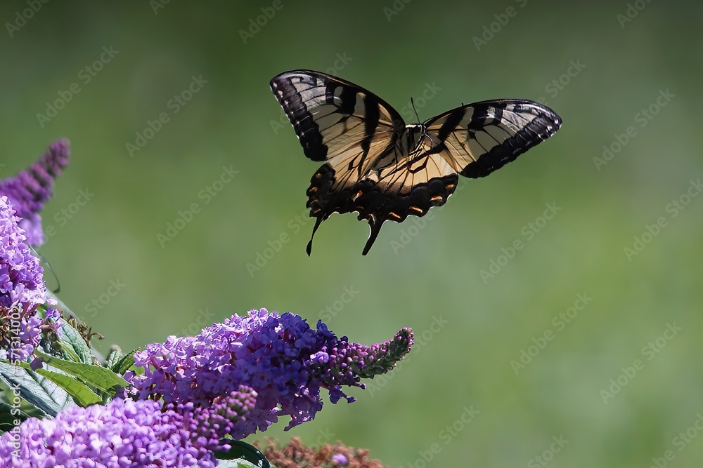 An Eastern Tiger Swallowtail Butterfly (Papilio Glaucus) is a species ...