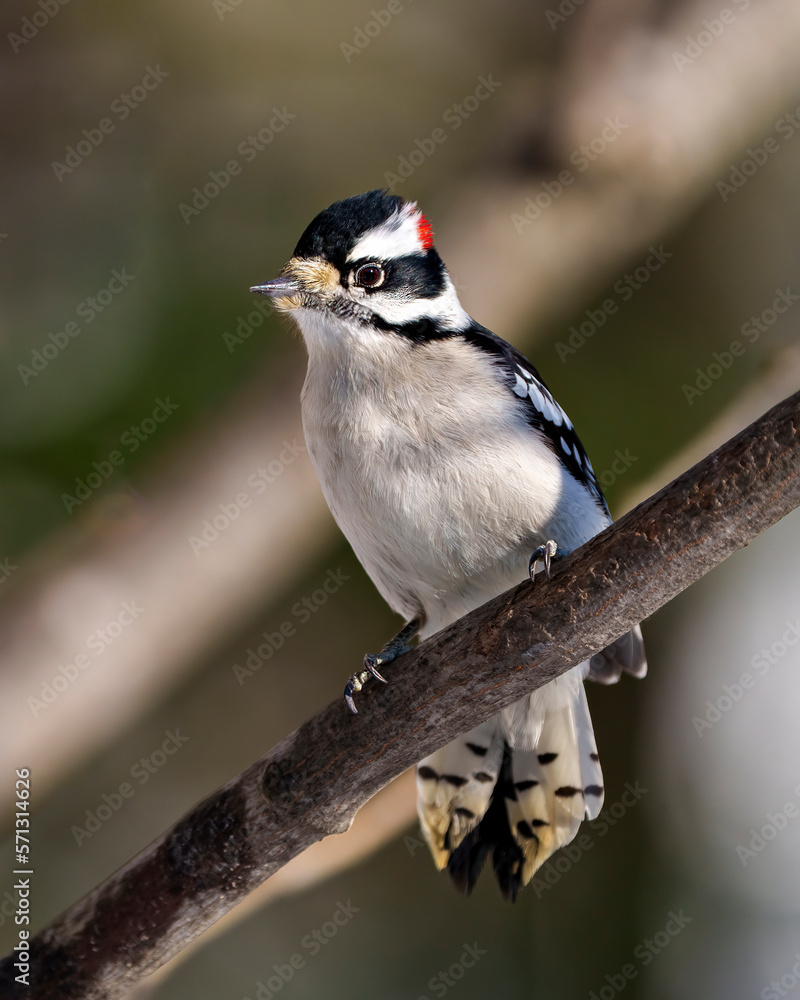 Woodpecker Photo and Image. Male front view and perching on a tree ...