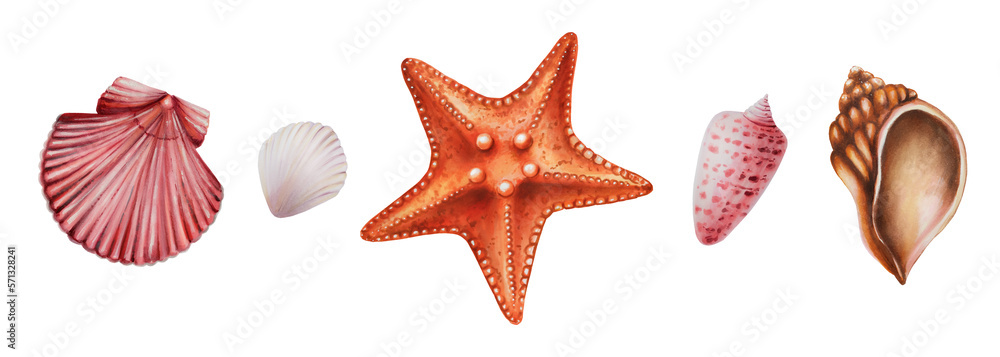 Watercolor set with starfish and shiny shells. Hand painting clipart ...