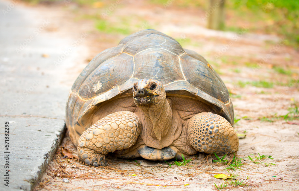 Gigantic Turtles in Seychelles, Rare Endemic Species, Giant Turtle ...