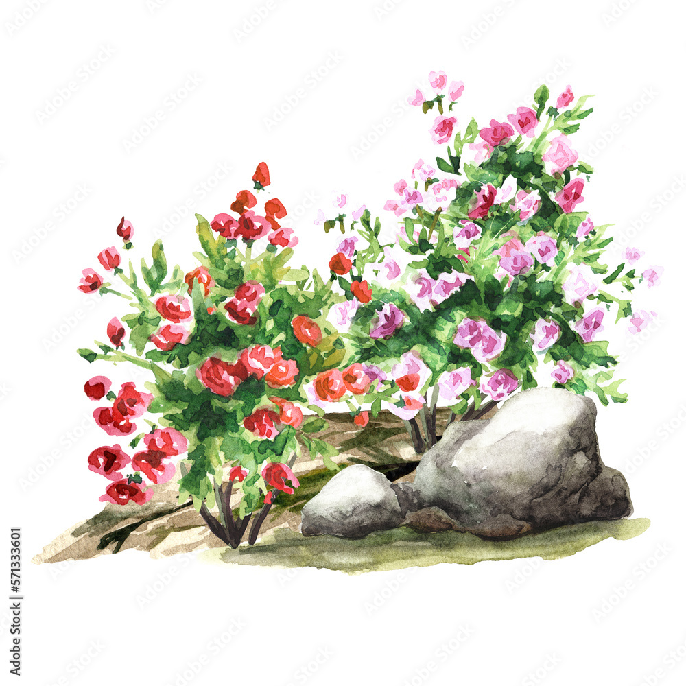 Garden flower bed, rosarium. Landscape design. Hand drawn watercolor ...