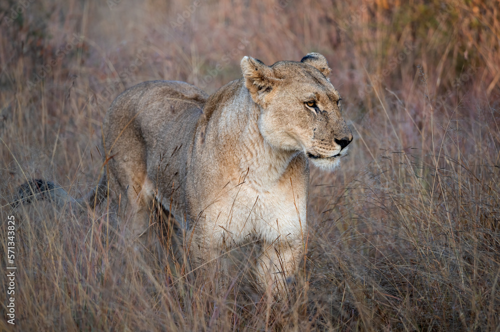 lioness approaching a male lion in a submissive manner with ears pinned ...