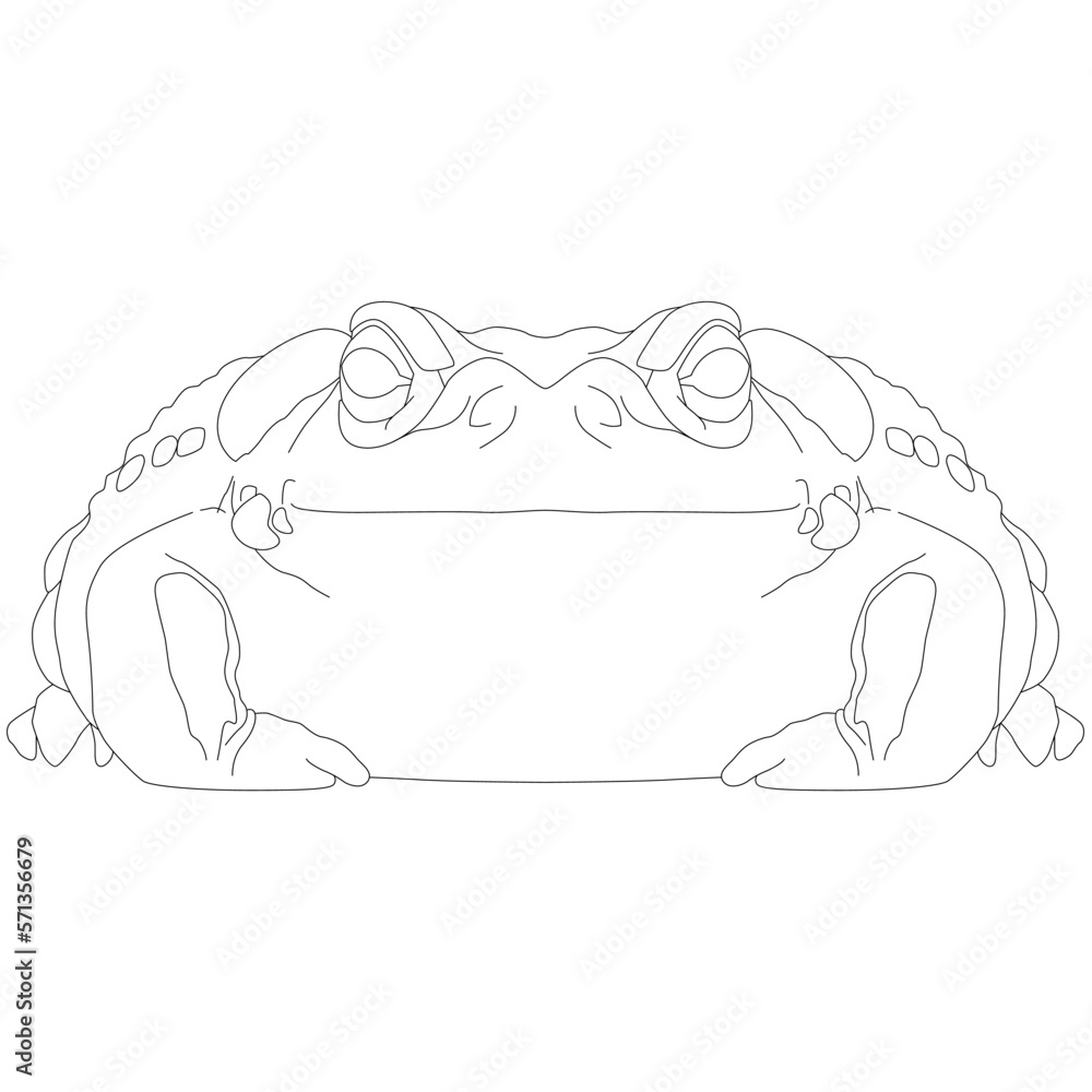 Vetor de Colorado River Toad of the Colorado River, Bufo alvarius a ...