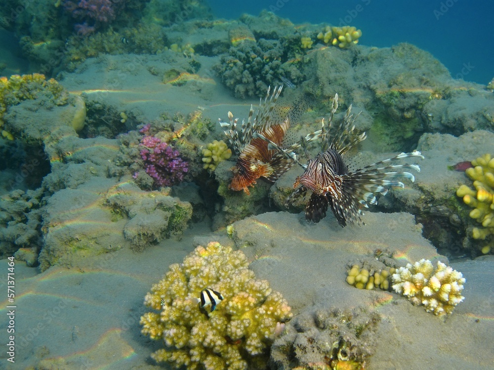 Pair of red predator fish (lionfish) hunting on the coral reef. Fish ...