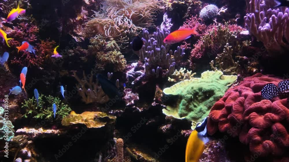 4K video of many varieties of tropical fish swimming around in a coral ...