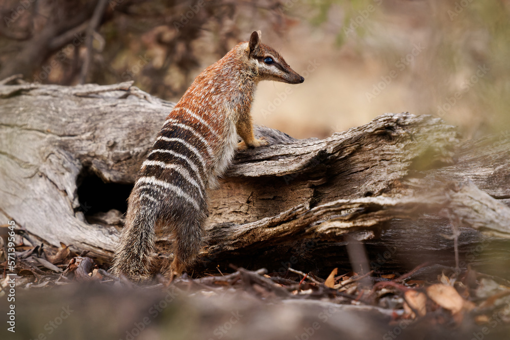 Numbat - Myrmecobius fasciatus also noombat or walpurti, insectivorous ...