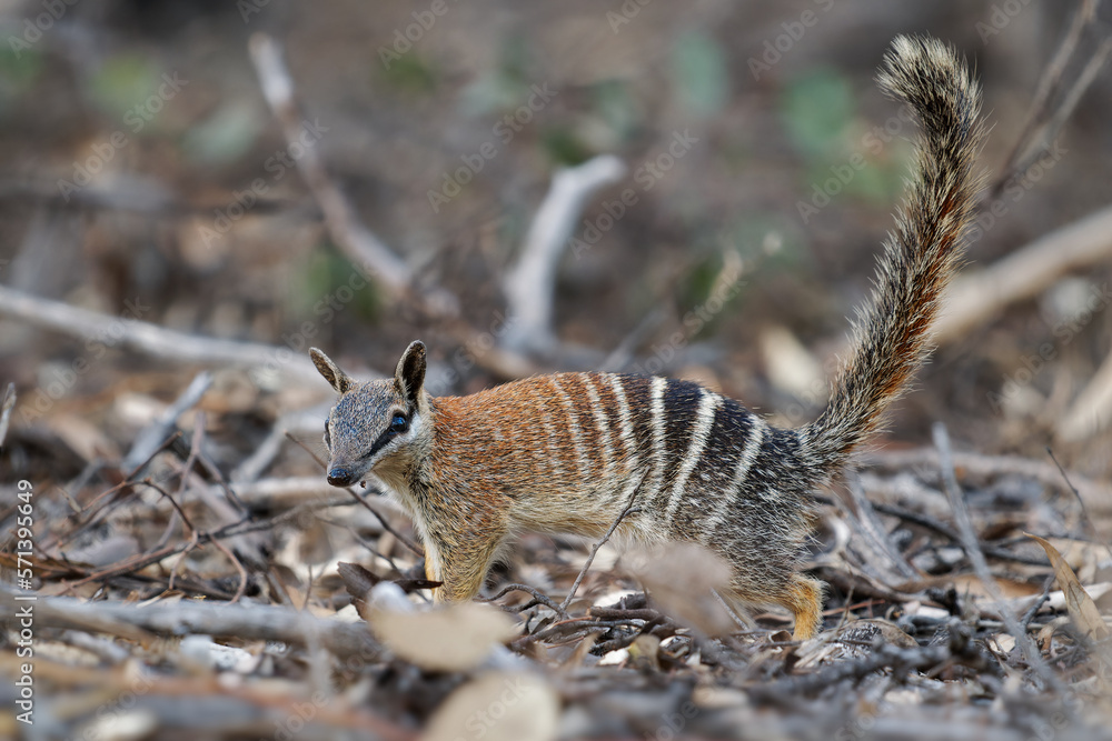 Numbat - Myrmecobius fasciatus also noombat or walpurti, insectivorous ...