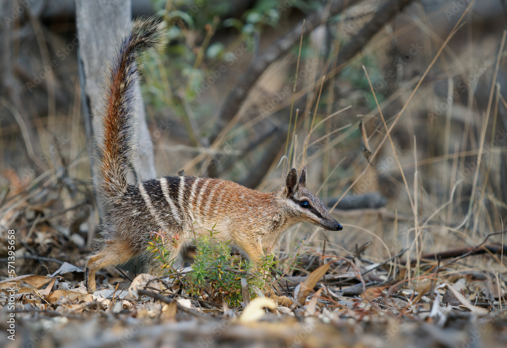 Numbat - Myrmecobius fasciatus also noombat or walpurti, insectivorous ...