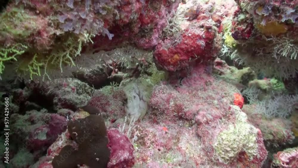 Warthog fish on coral close-up in clear water underwater in Maldives ...