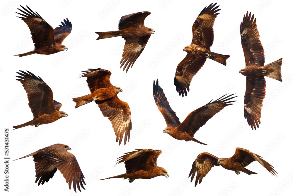 Birds of prey Black kite (Milvus migrans) flying on transparent ...
