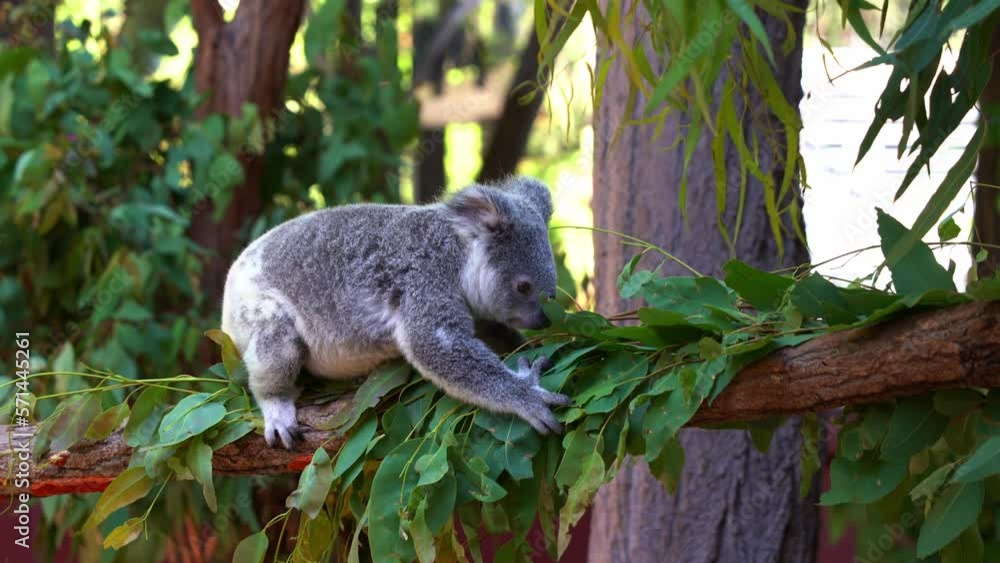 Close up shot captured a funny juvenile koala, phascolarctos cinereus ...
