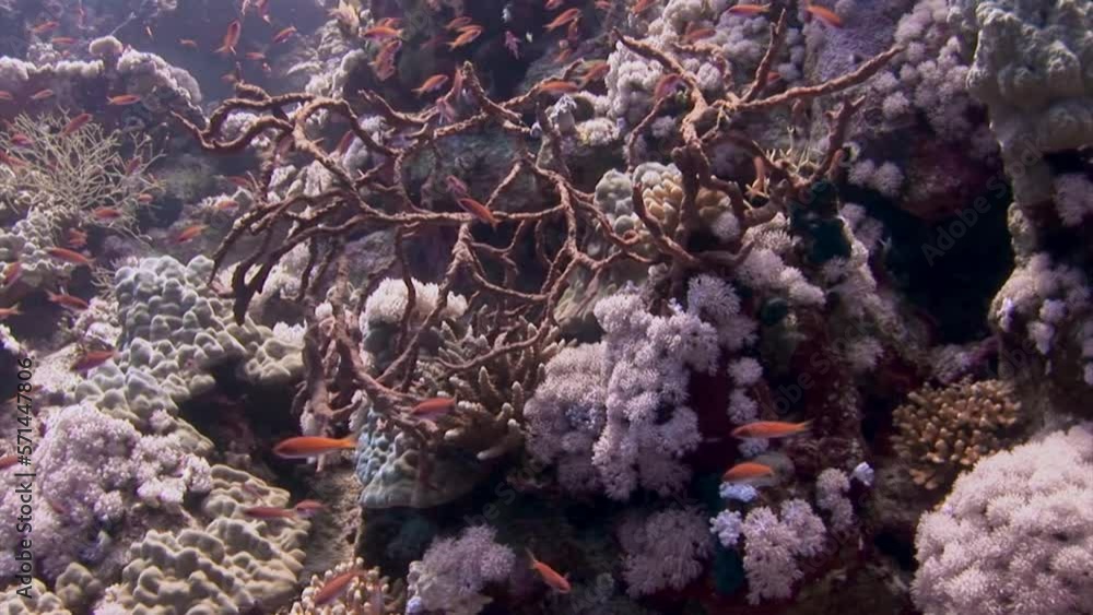 Vidéo Stock Group of small fish on underwater coral reef in Red Sea ...