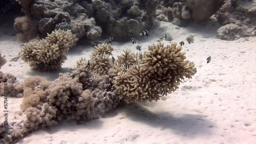Fish Dascyllus aruanus in underwater coral Acropora microclados on ...
