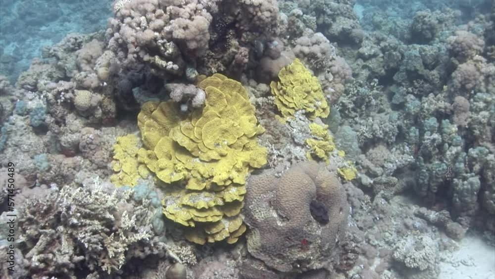 Corals are fascinating organisms that play crucial role in world of ...