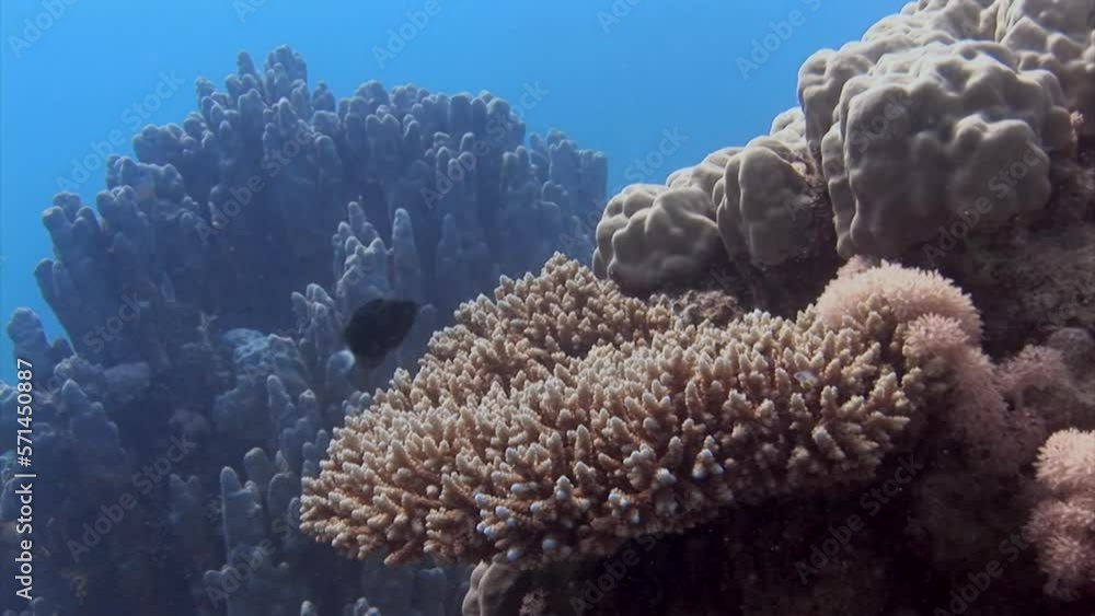 Coral Acropora microclados in underwater world of Red Sea. Coral reefs ...