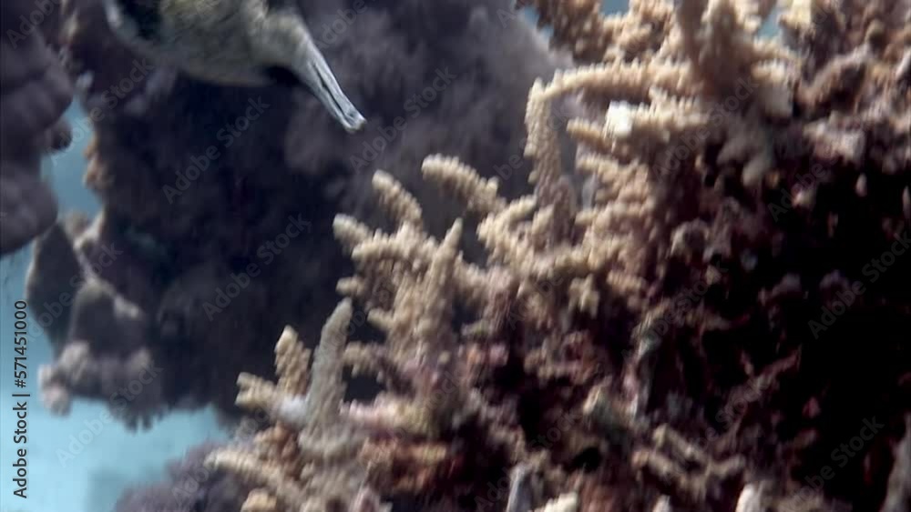 Pufferfish fish Box-cube on underwater coral in Red Sea. Fish Box-cube ...