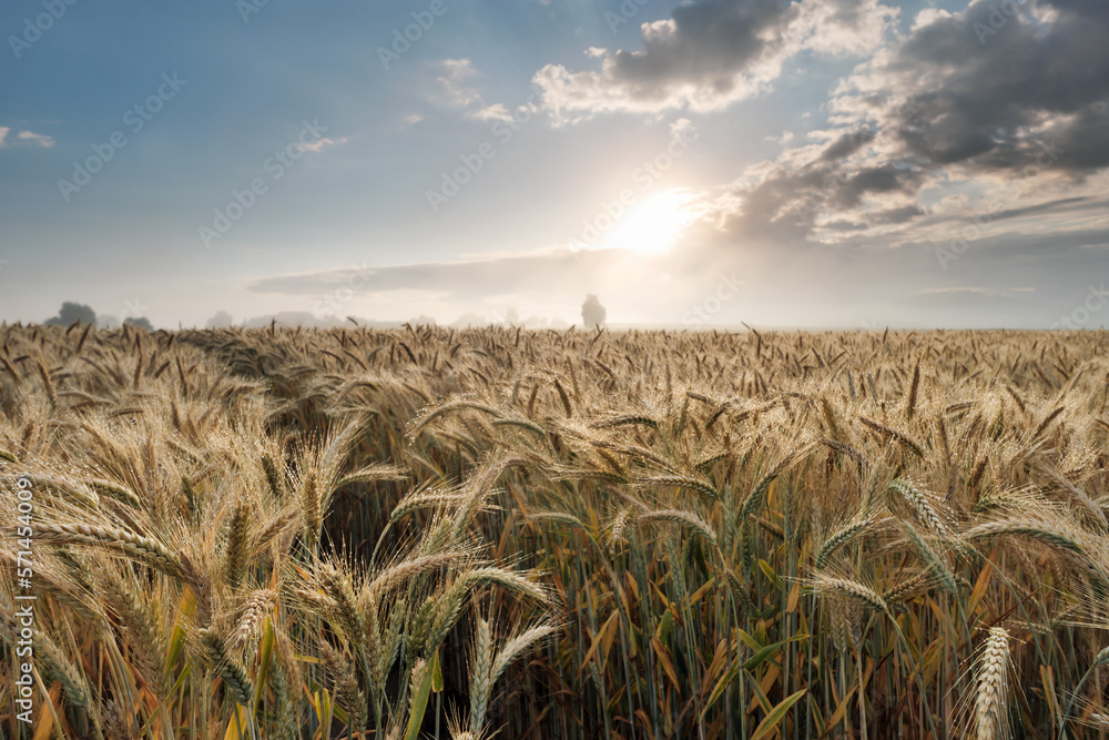 cornfield, wheat flour, rye flour, grain, corn, flour, bread, cornfield ...