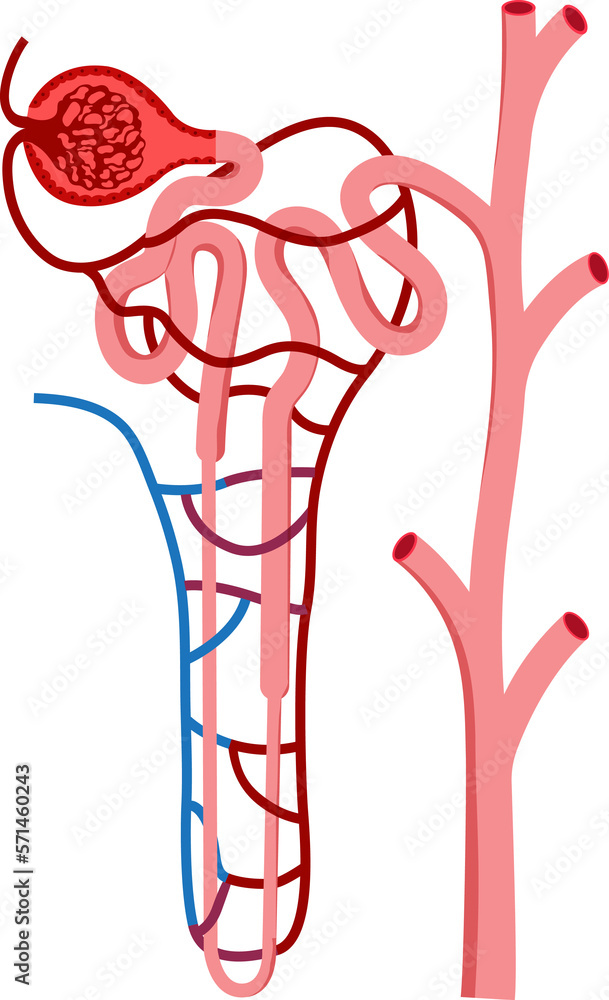 Nephron In Kidney