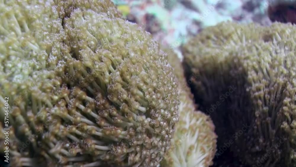 Eight-beam corals in clear water move thanks to underwater currents in ...