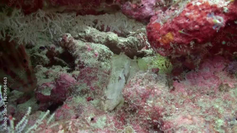 Harmful warthog fish on coral close-up in clear water underwater in ...